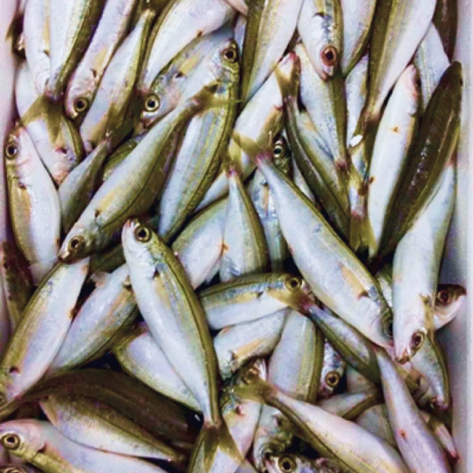 Bugva | Ribarnica TUNA