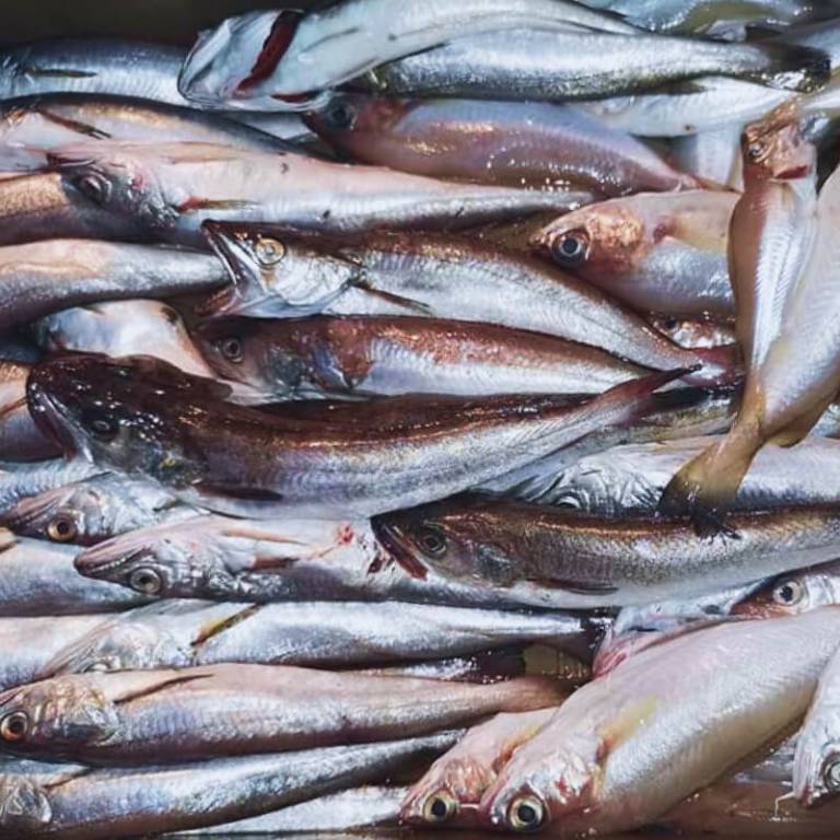 Oslić - molić | Ribarnica TUNA