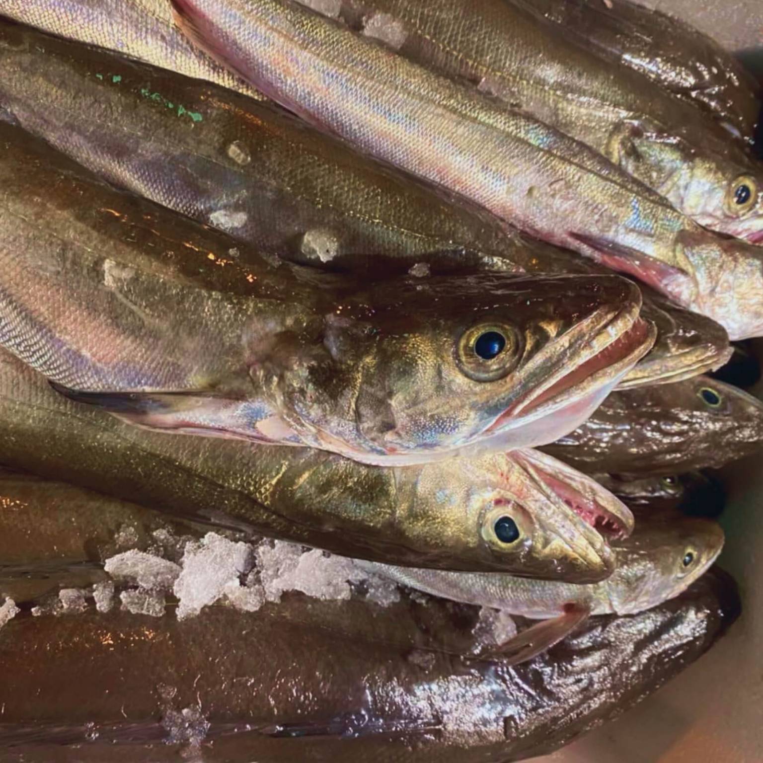 Oslić - parangal | Ribarnica TUNA