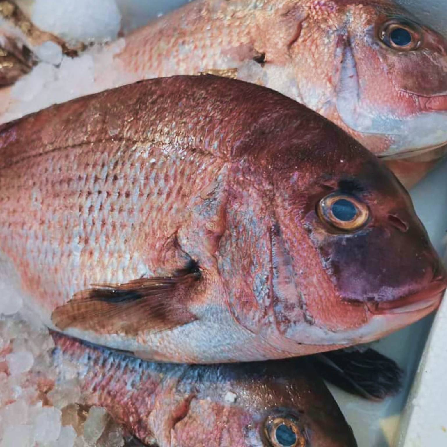 Pagar | Ribarnica TUNA