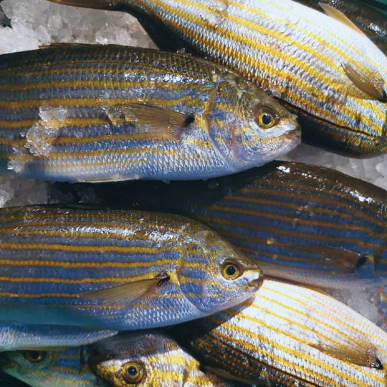 Salpa | Ribarnica TUNA