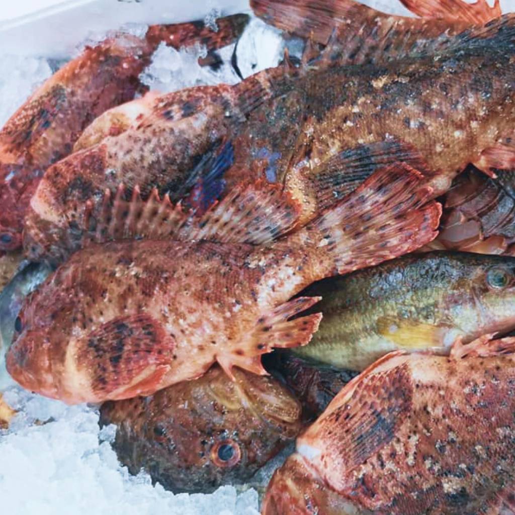 Škarpoč - škarpina | Ribarnica TUNA